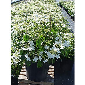 Viburnum p. t. 'Summer Snowflake' (Doublefile Viburnum) Shrub, white flowers, #2 - Size Container