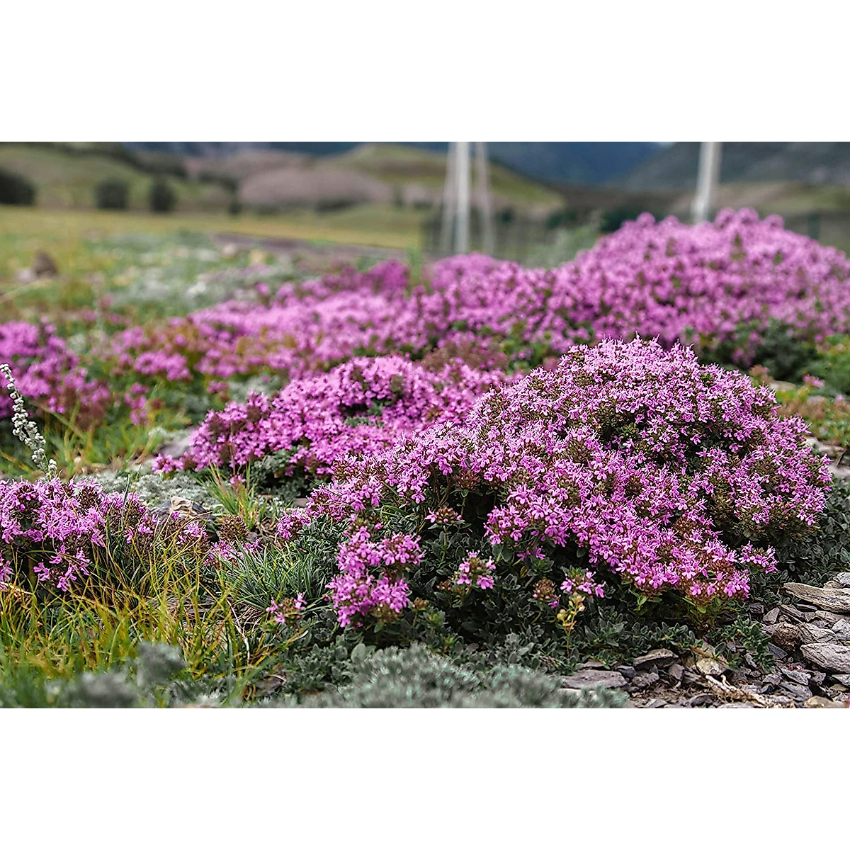2000+ Creeping Thyme Seeds for Planting Thymus Serpyllum - Heirloom Ground Cover Plants Easy to Plant and Grow - Open Pollinated