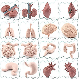 8PCS Human Organs Model Mini Human Body Parts Anatomy Toys for Kids, Anatomy Models Physiology Study Tools Students Sciences Learning Kit