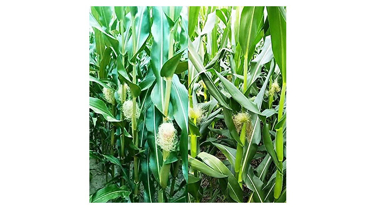 200 pcs "Peaches and Cream" Bi-Color Sweet Corn Seeds, Non GMO ...