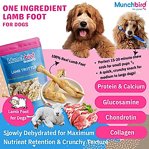 Lamb Trotter Dehydrated Dog Treats Glucosamine Lamb Treats for Dogs Chondroitin Hips and Joints Lean Hypoallergenic Protein Rawhide Free Safe Bones Alternative to Duck Feet Lamb Ears (12 to 16 Pieces)