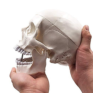 3-Part Human Skull Model - Life Size Removable Medical Detailed Anatomical Adult Head Bone