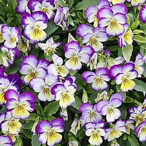 David's Garden Seeds Flower Viola Johnny Jump Up 2424 (Multi) 200 Non-GMO, Heirloom Seeds