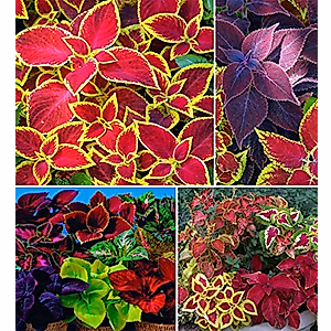 100+ Rare Mixed Coleus Flowers Seeds Rainbow Coleus Wizard Mixed Perennial Foliage Plant