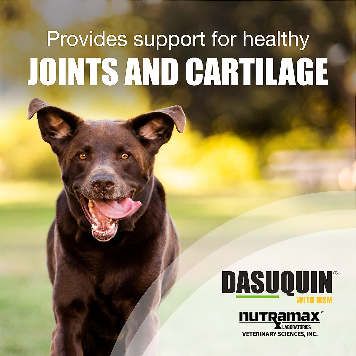 Nutramax Laboratories Dasuquin with MSM Joint Health Supplement for Large Dogs - With Glucosamine,MSM,Chondroitin,ASU,Boswellia Serrata Extract,and Green Tea Extract,2 Pack,300 Total Chewable Tablets