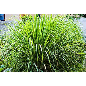 4 Lemongrass Plants Well Rooted, Live Lemongrass for Planting 5 to 7 Inch