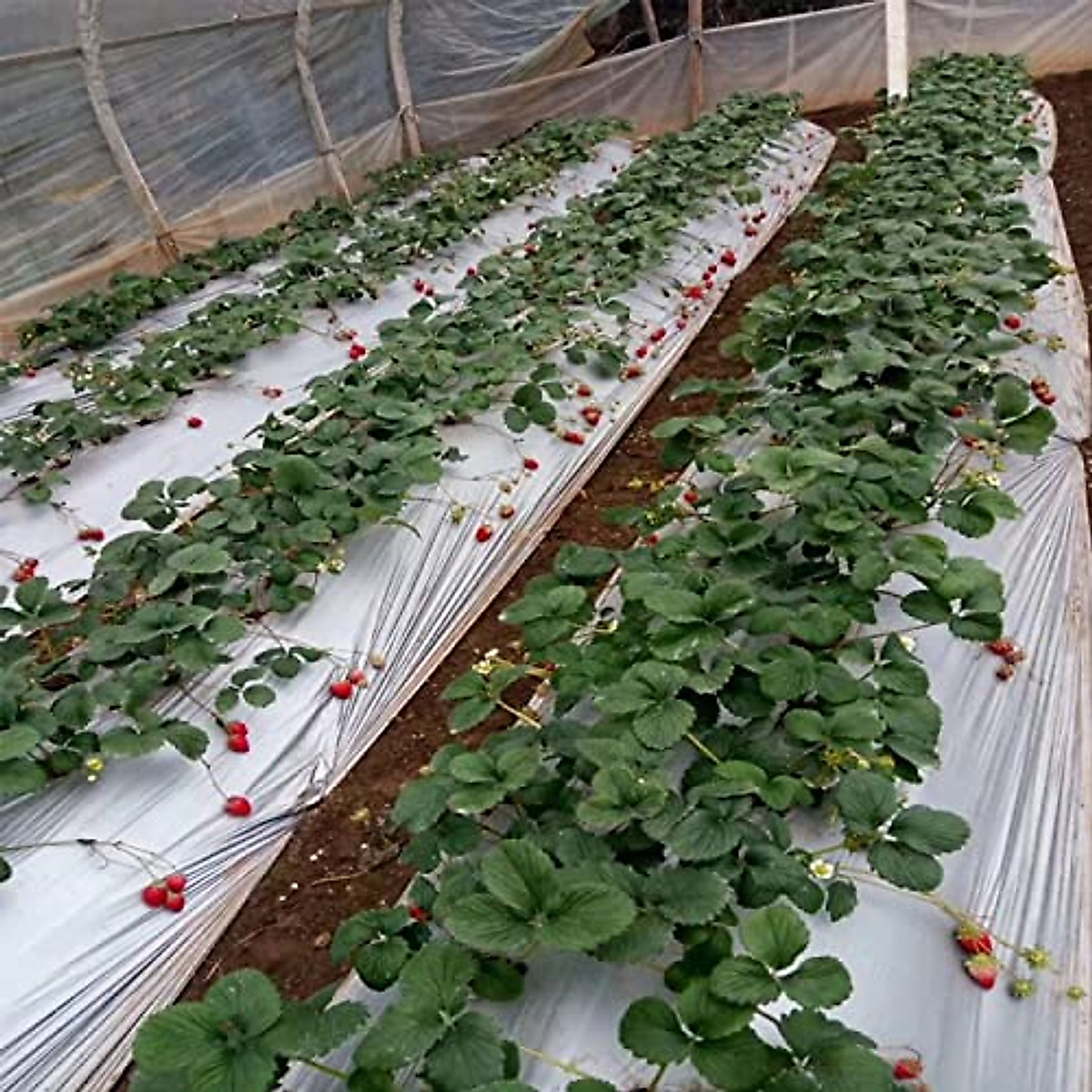 TEXALAN 4 * 600 FT LLDPE Black on Silver Plastic Mulch 1 Mil Embossed for Garden, Crops, Fruits