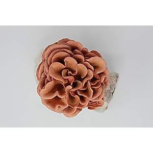 Forest Origins Specialty Trio Oyster Mushroom Grow Kit 3-Pack Variety - Beginner Friendly & Easy to Use, Grows in 10 Days | Handmade in California, USA | Top Gardening Gift, Holiday Gift & Unique Gift