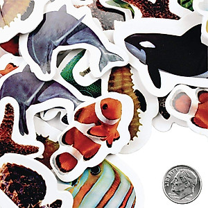 Colorations Sea Life Photo Stickers, Foam Stickers, 250 pieces of Photo Real Stickers, Self Adhesive Stickers, Kids Stickers, Stickers for Children,Scrapbooking, Crafting,Biology Projects,Art Supplies
