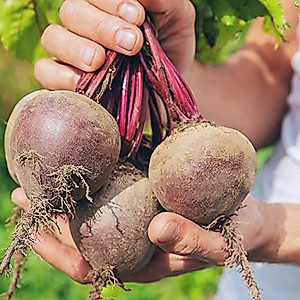 The Old Farmer's Almanac Heirloom Beet Seeds (Detroit Dark Red) - Approx 360 Seeds - Non-GMO, Open Pollinated, USA Origin