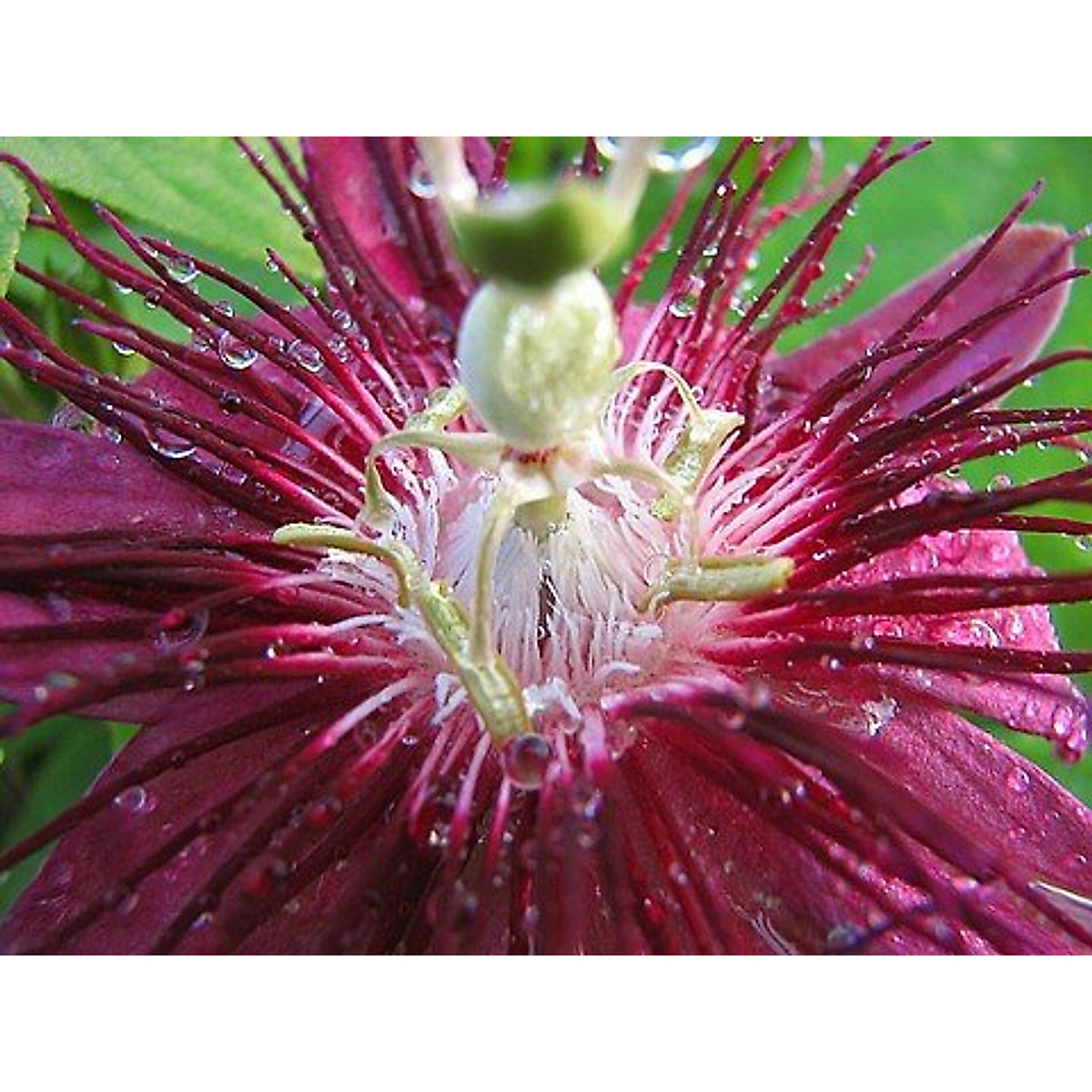 9GreenBox - Lady Margaret Passion Flower - 4" Pot Live Plant Ornament Decor for Home, Kitchen, Office, Table, Desk - Attracts Zen, Luck, Good Fortune - Non-GMO, Grown in The USA