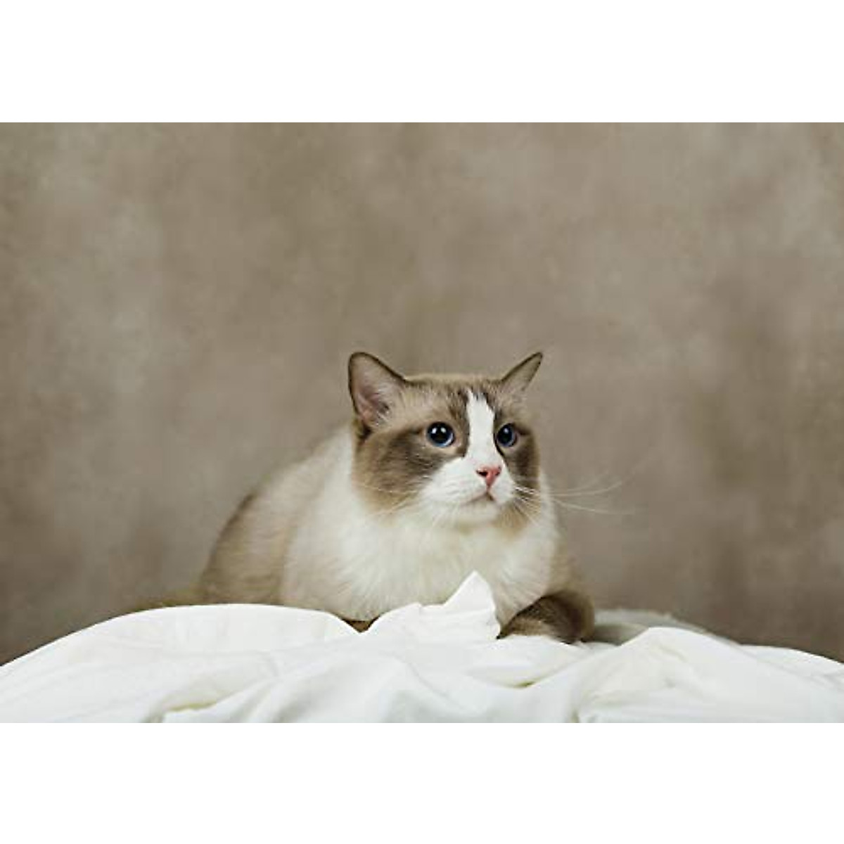 Kate 5x7ft/1.5x2.2m Tan Portrait Backdrop Headshot Background Light Brown Texture Fabric Photography Studio Props