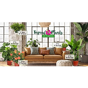Fiesta Hibiscus Bush - Live Hibiscus Flowering Plant - Tropical Flower Plant - 1 Gallon Planter - Overall Height 10" to 14" - Tropical Plants of Florida (Plant Only)