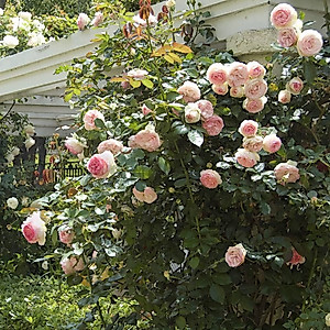 CHUXAY GARDEN Pink and White Rose Seed 200 Seeds Heirloom Eden Roses Rose Bush Highly Fragrant Perennial Ornament Flower Eye-catching Decoration
