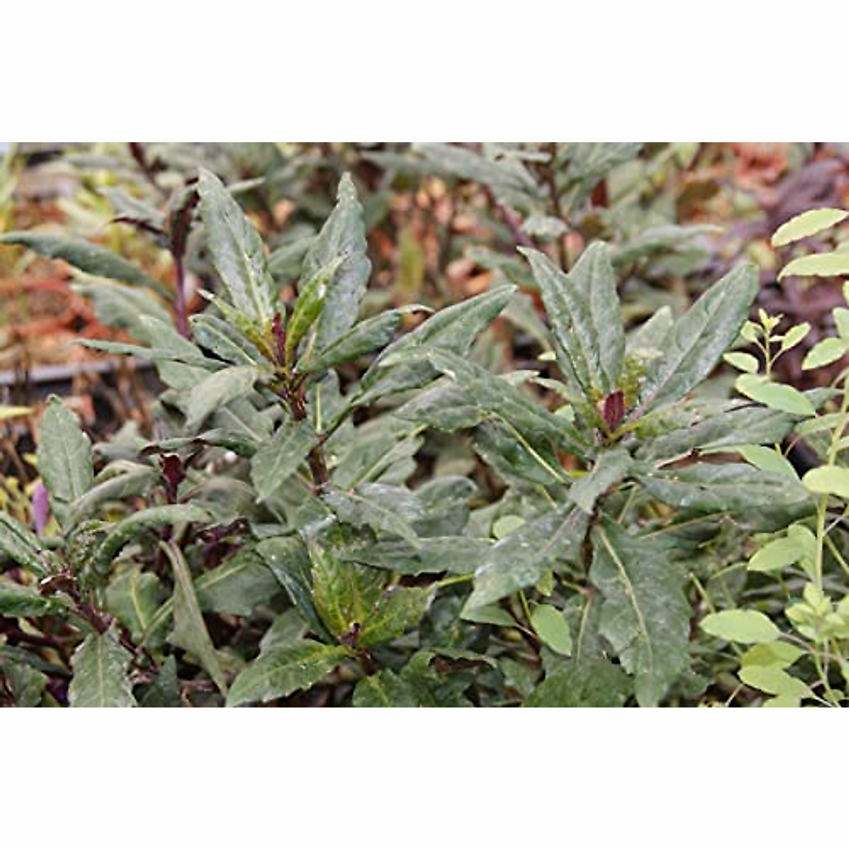 Okinawa Spinach - 3 Live Starter Plants - Gynura Crepioides - Grow Your Own Vegetables and Fruit in The Garden or Patio