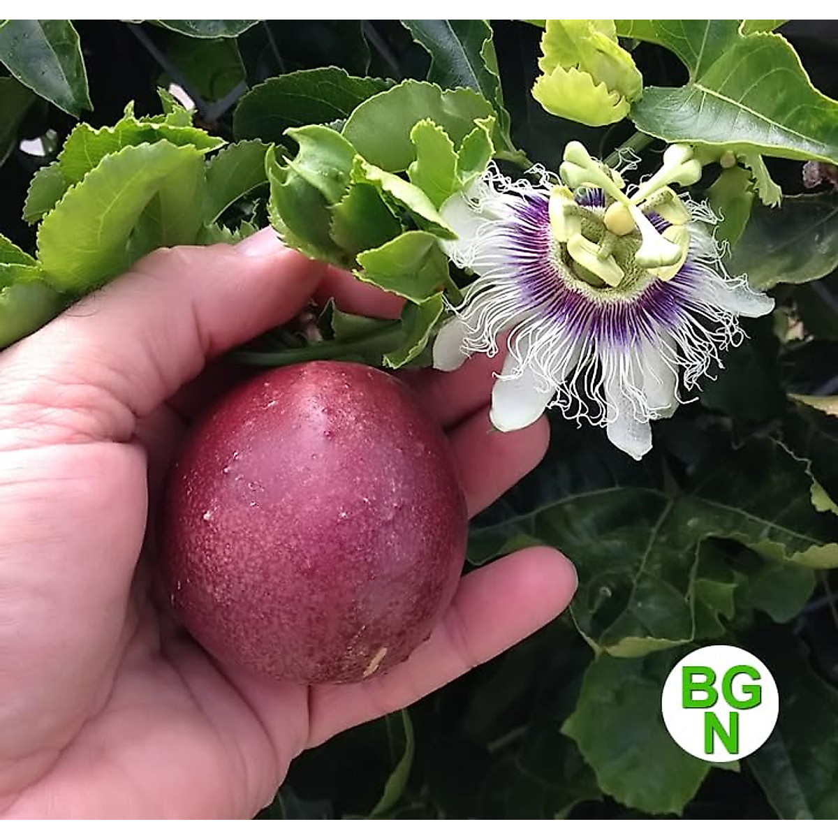 Cold Hardy 'Red Rover' Edible Passiflora Edulis - Edible Purple Passion Flower Fruit Vine - Live Plant