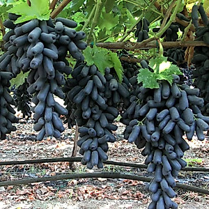 CHUXAY GARDEN Purple Finger Grape Seed 70 Seeds Sweet Fruit Grape Vine Organic Fresh Fruit Gardening Gifts