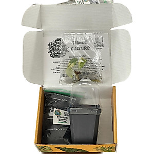 Thai Con Monstera Rare Plant Grow kit
