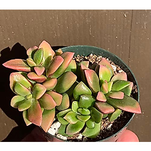 CTS AIR PLANTS Anacampseros Sunrise Succulents Small Cluster Anacampseros Telephiastrum Variegata