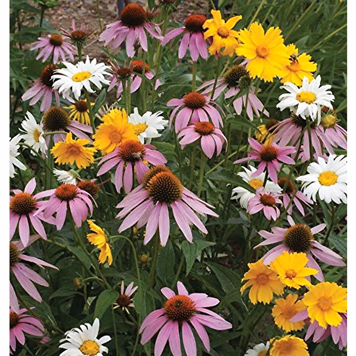 Non GMO Bulk All Perennial Wildflower Seed Mix (1/2 Lb) 188,000 Seeds