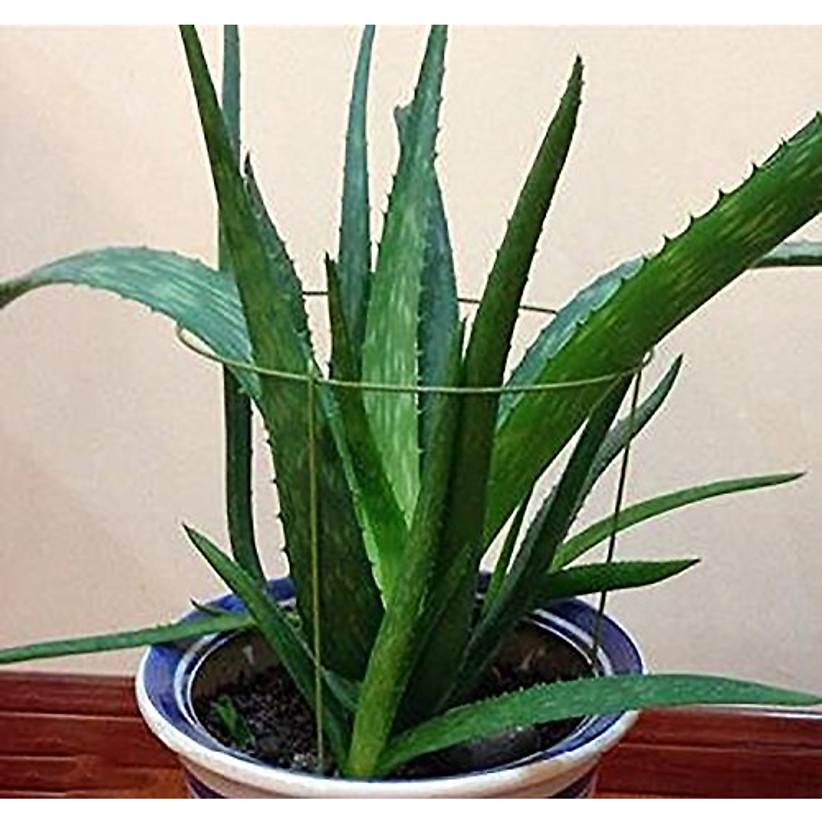 rescozy (Pack of 3) Large Garden Plant Support Rings, 10" Wide x 17" High, 3 Legs