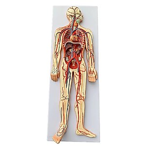 Model Teaching Model Human Circulatory System Model Whole Body Internal Organs Anatomy Model Cardiovascular Demonstration Model for Teaching