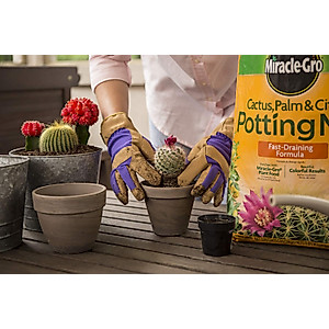 Miracle-Gro Cactus, Palm & Citrus Potting Mix 2-Pack