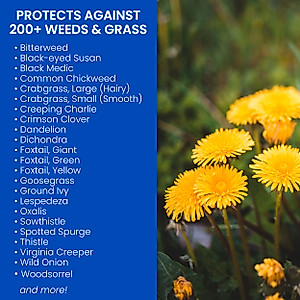 BioAdvanced All-in-One Weed and Feed, Granules, 12 lb