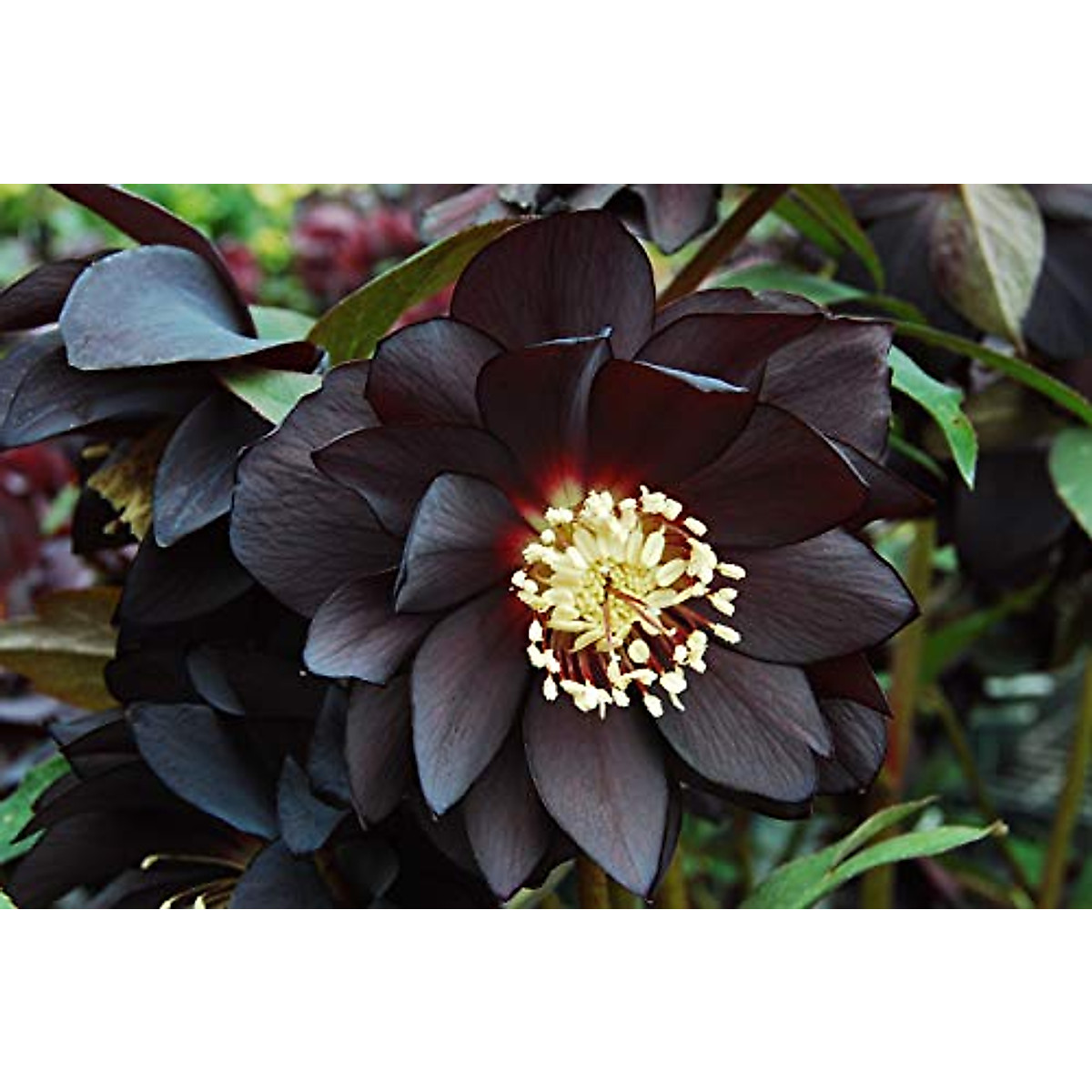 Perennial Farm Marketplace Helleborus x W.J. 'Onyx Odyssey' (Lenten Rose) Perennial, 1 Quart, Near Black Flowers