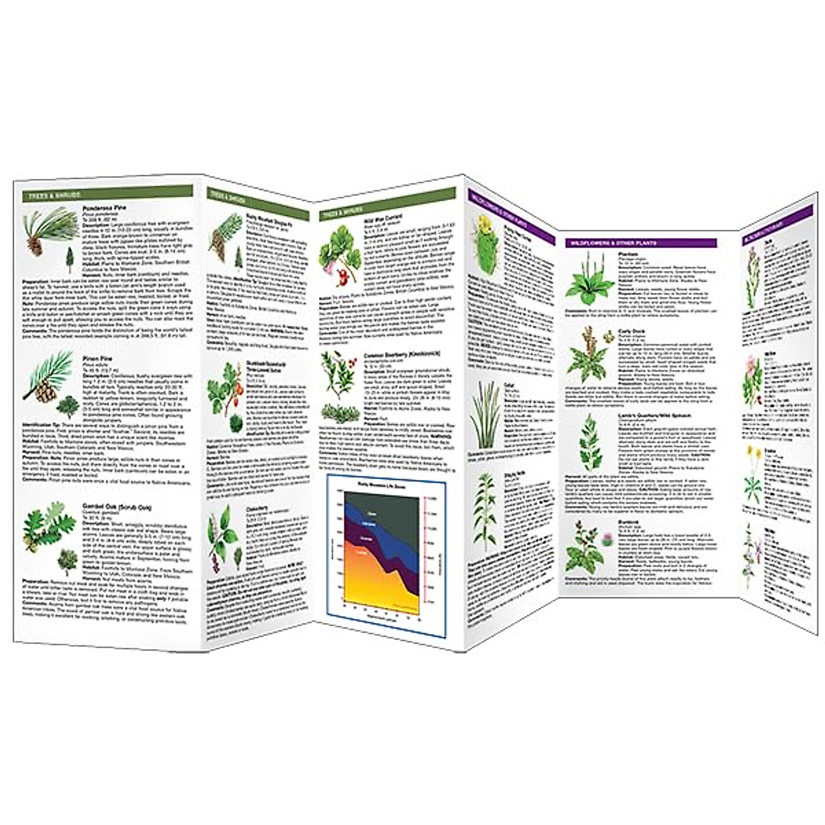 Edible Survival Plants of the Rocky Mountains: A Folding Pocket Guide to Familiar Species (Outdoor Recreation and Survival)