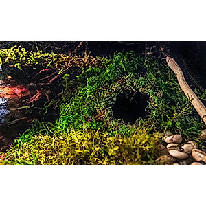Galápagos (05348) Mossy Cave Hide, 6", Green Sphagnum