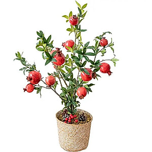 Pomegranate Live Tree Plant Seedling,14-17inch Height, Very Large Orange Red Fruit with Red Arils and Sweet Tart Juice Great for Home and Garden Yards Planting