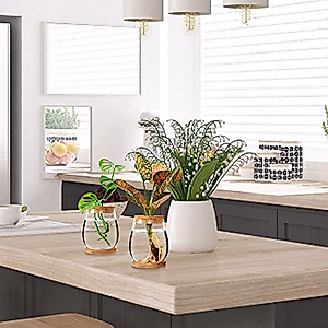 Biggun Plants Propagation Station - Desktop Plant Terrarium Glass Hydroponic Vases Water Plant Propagating Jars Gardening Gifts for Women Mom Plant Lovers (2Pcs, Separated Style)