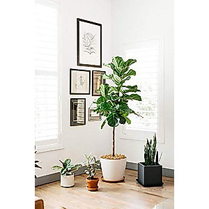 Curtis Wagner Plastics Plant Hanging Basket Drip Pans (5-Pack) - Clear, Round (Diameter = 9" Base, 12" Top, 3.75" Depth) Thin Plastic Indoor Outdoor