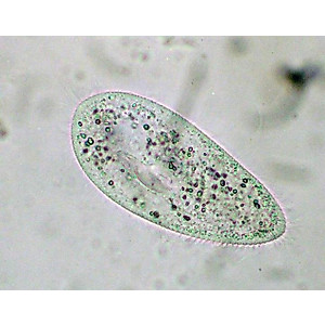 Prepared Animal Plant Cell Mitosis Meiosis Amitosis Comparison Microscope Slides Set, 5pcs Specimens to Display with Students in Biology Class (Mitosis & Meiosis)