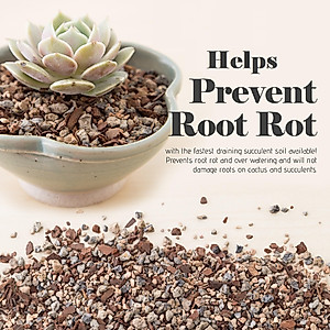 Bonsai Succulent and Cactus Soil - Jacks Gritty Mix #111 - Fast Draining – Fights Root Rot – Optimized pH (1/2 Gallon / 2 Dry Quarts)
