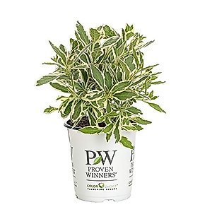 4.5 in. Quart My Monet Purple Effect (Weigela) Live Plant, Purple Flowers