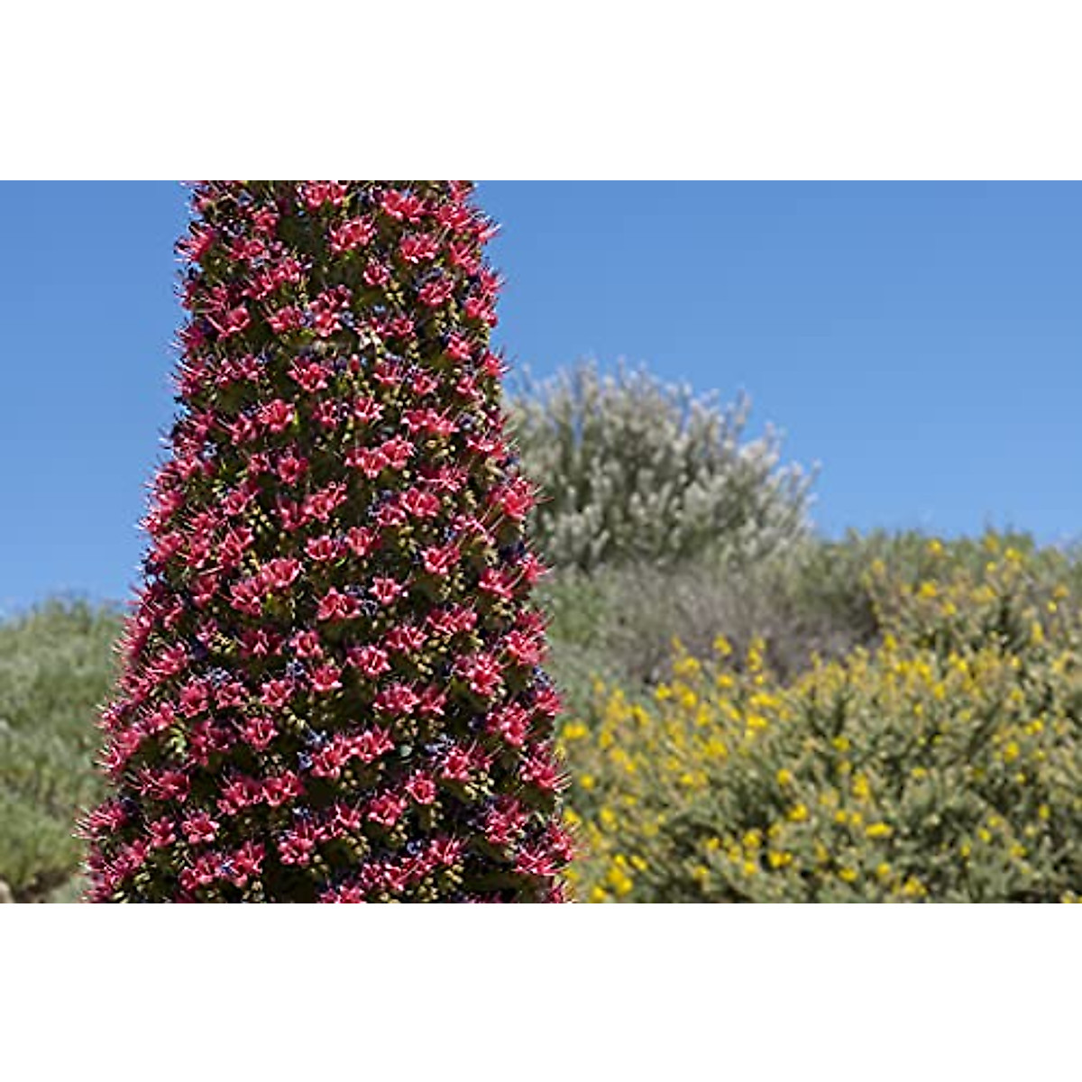 10 Tower of Jewels Seeds - Echium Wildpretii - Rare and Exotic Flowering Plant - Excellent Bonsai Specimen