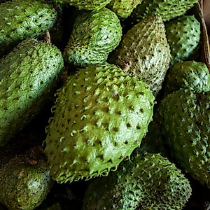 Soursop Giant Tropical Fruit Plant, 10 Seeds Planting Ornaments Perennial Garden Grow Pot Gifts