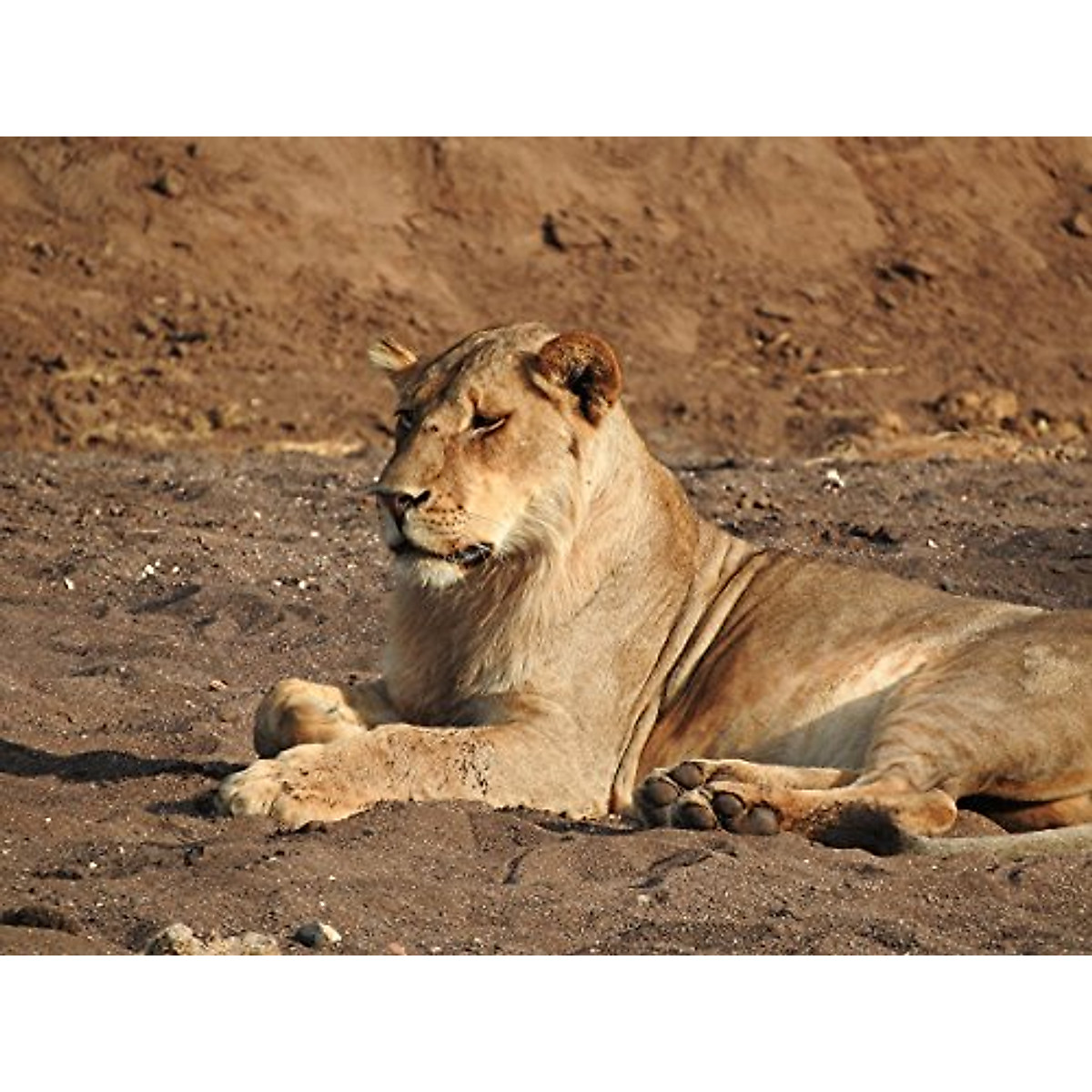 Nikon digital camera COOLPIX P610 (Black) P610BK [Camera]