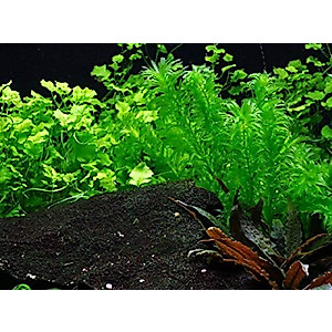 HOT! Anacharis Elodea Densa Tropical Live Aquarium Plants Aquatic Pond Bundle Stems