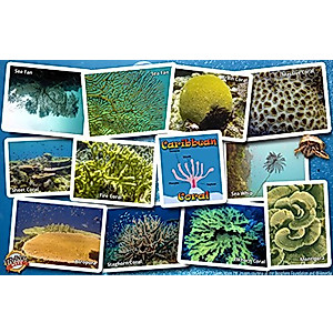 Caribbean Coral Identification Guide Waterproof Card