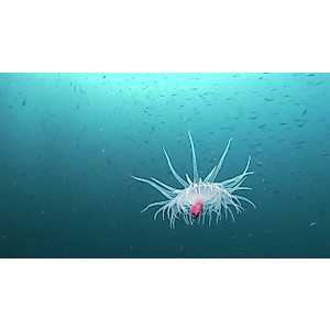 Underwater DVD- The Living Ocean - Relaxing Scenes of the Underwater World