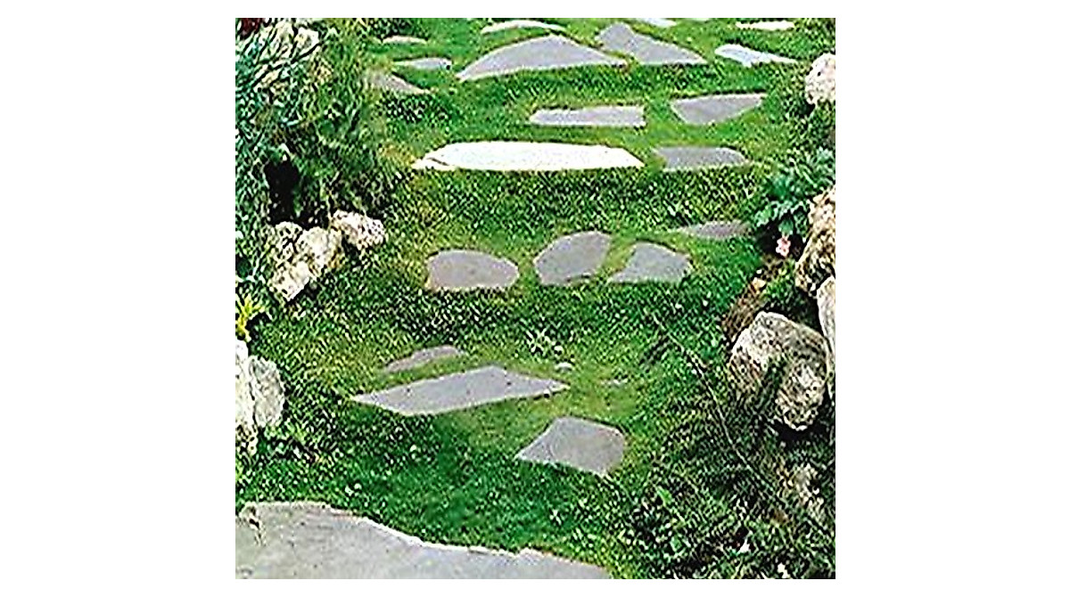 Irish Moss Seeds - Lush Groundcover for Gardens Zones 4-10