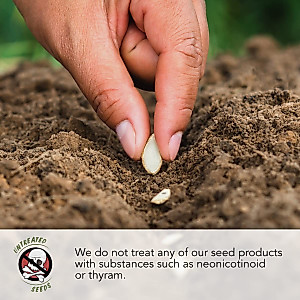 Seed Needs, Multicolor Radish Seed Packet Collection (6 Individual Varieties of Radish Seeds for Planting) Non-GMO & Untreated