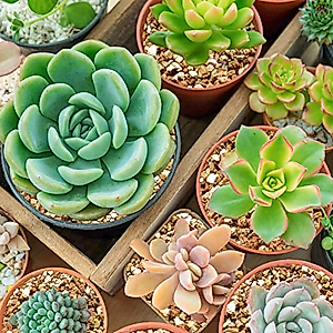 Halatool 2 QT Horticulture Vermiculite Professional Soil Addictive Coarse Grade Vermiculite for Plants Gardening Mushrooms Seed Starting