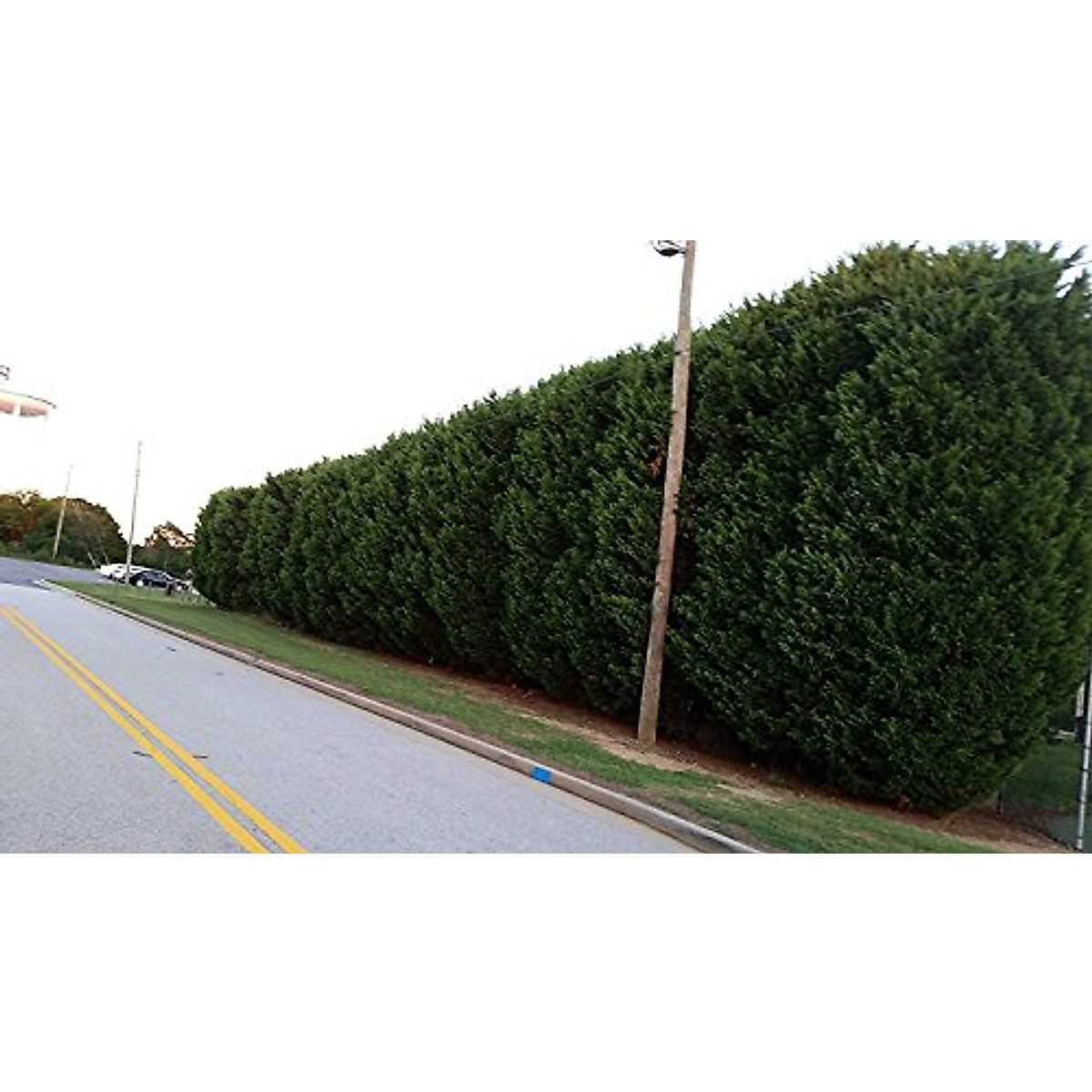 Thuja Arborvitae Green Giant - 12 Live Quart Size Plants - Evergreen Privacy Trees