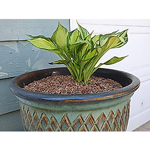 Hazel Shell Chips - Mulch Amendment Product - 10 lbs.(Hazelnut Shells)