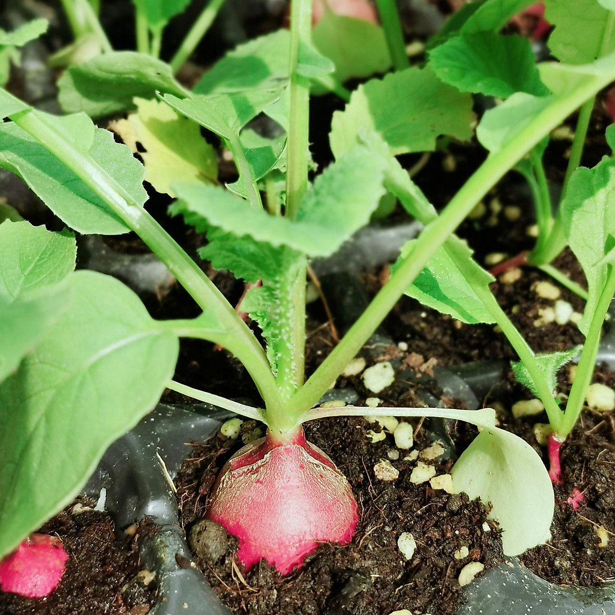 Gardzen 5-Pack Seed Starter Kits, Reusable Plant Germination Trays with Total 75-Cell, Seed Starter Tray with Humidity Vented Domes and Bases for Starting Vegetable Flower Herb Seeds 15" x 9"