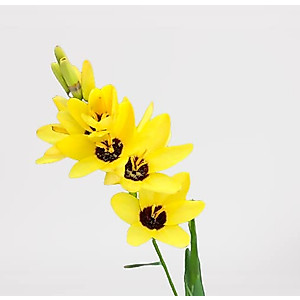 Votaniki African Corn Lily Mix Bulbs - Long Blooming and Easy to Grow, Ixia Mixed Bulbs for Planting - Perennial Lily Flower | Unique and Showy Flowers for Borders, Beds and Cut Flower (12 Pack)